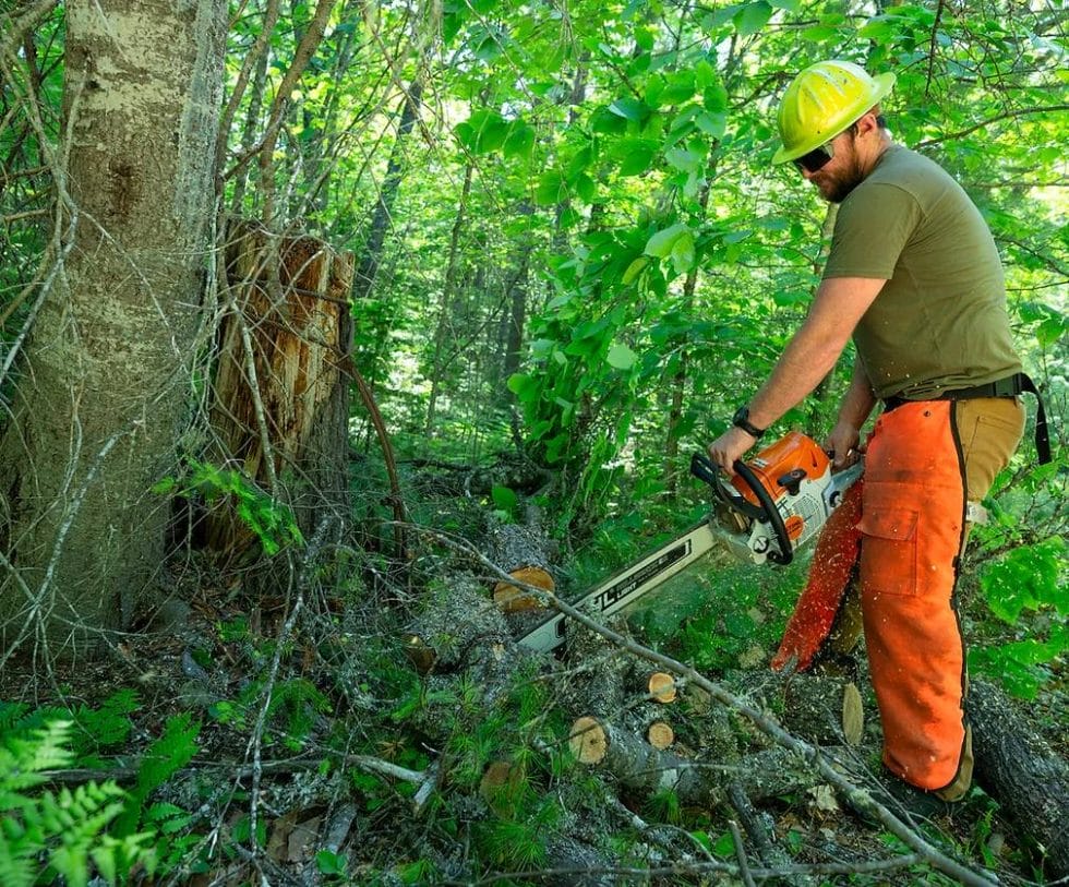 Storm Cleanup - Sapphire Land & Tree